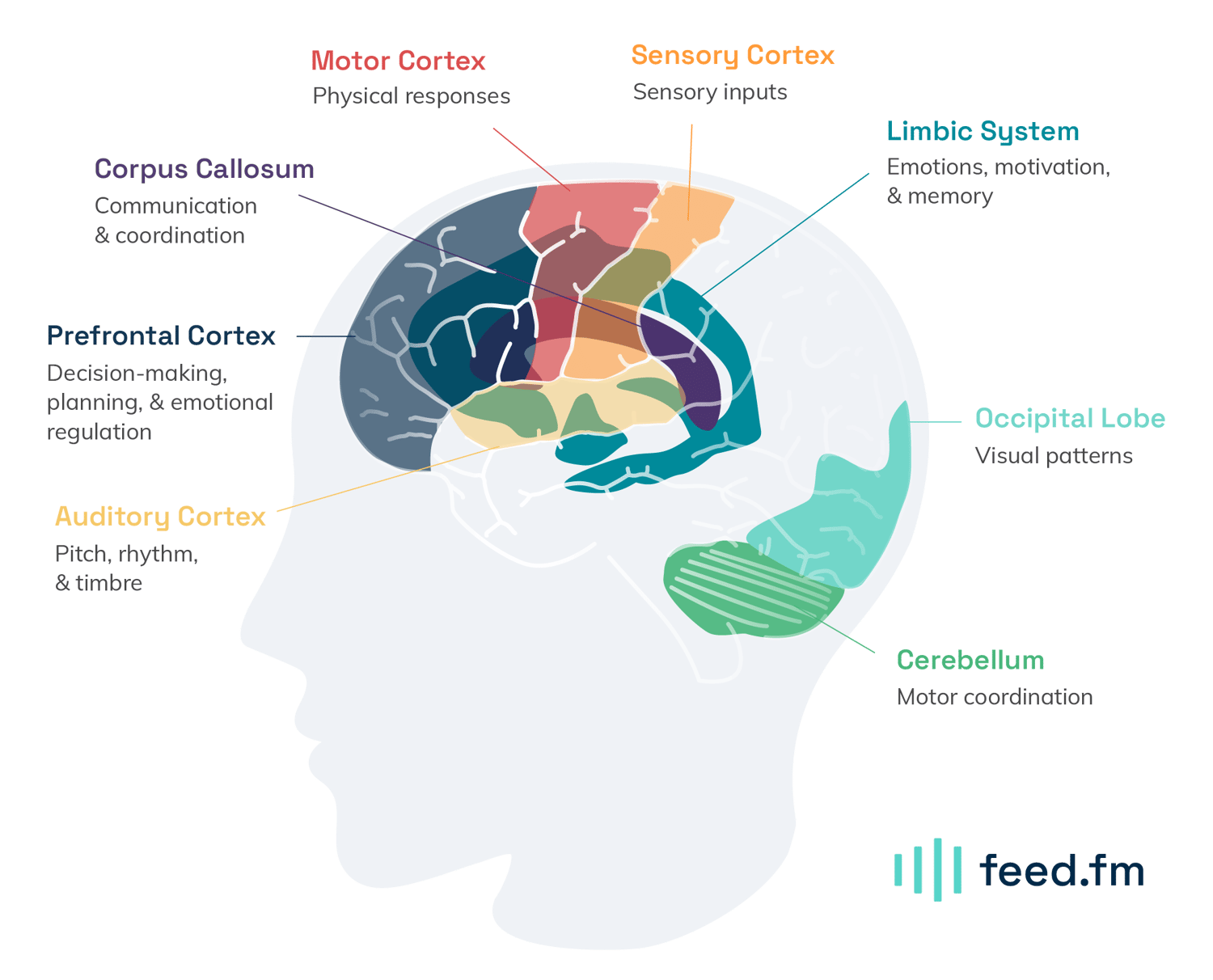 Music and the Brain | Feed.fm